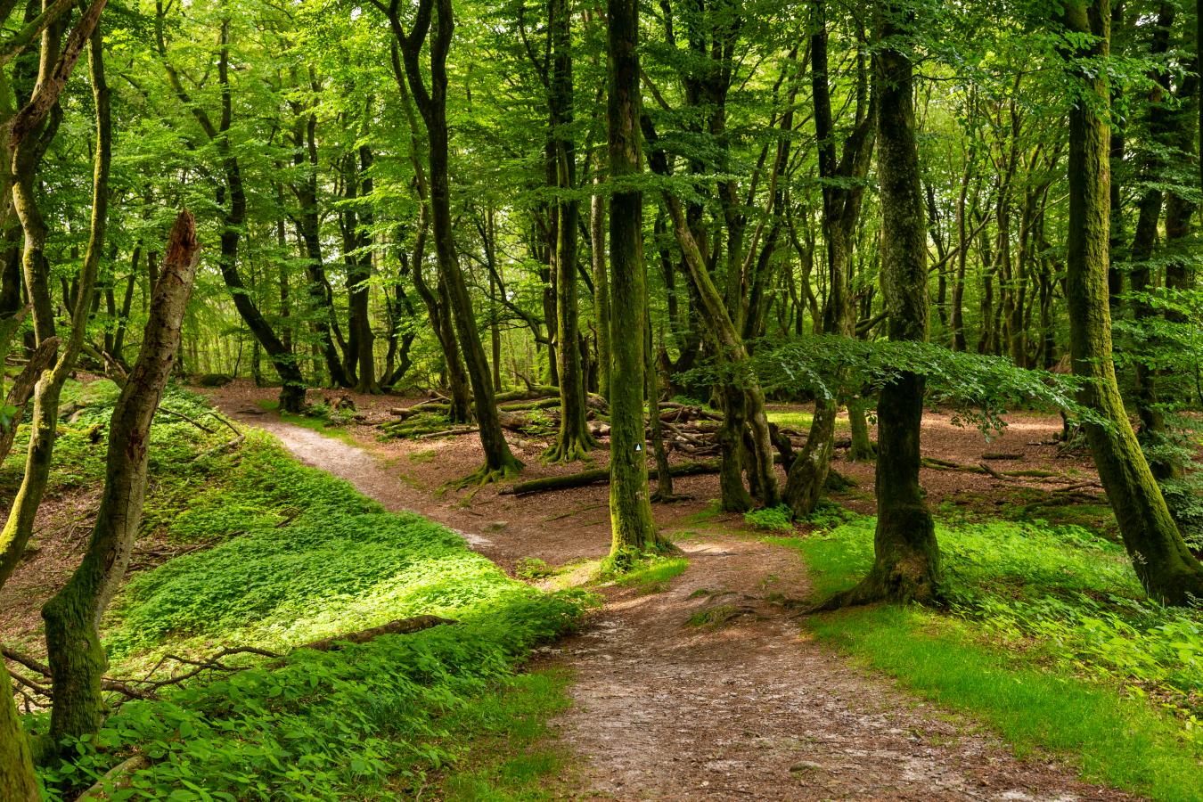Natural & Cultural History of Rebild Bakker and Rold Forest