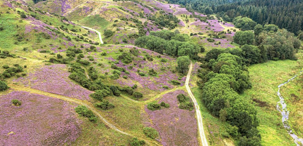 Family friendly activities in Rebild and Rold Forest